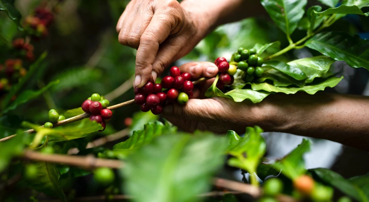 Join the thriving DMCC Coffee Ecosystem | DMCC